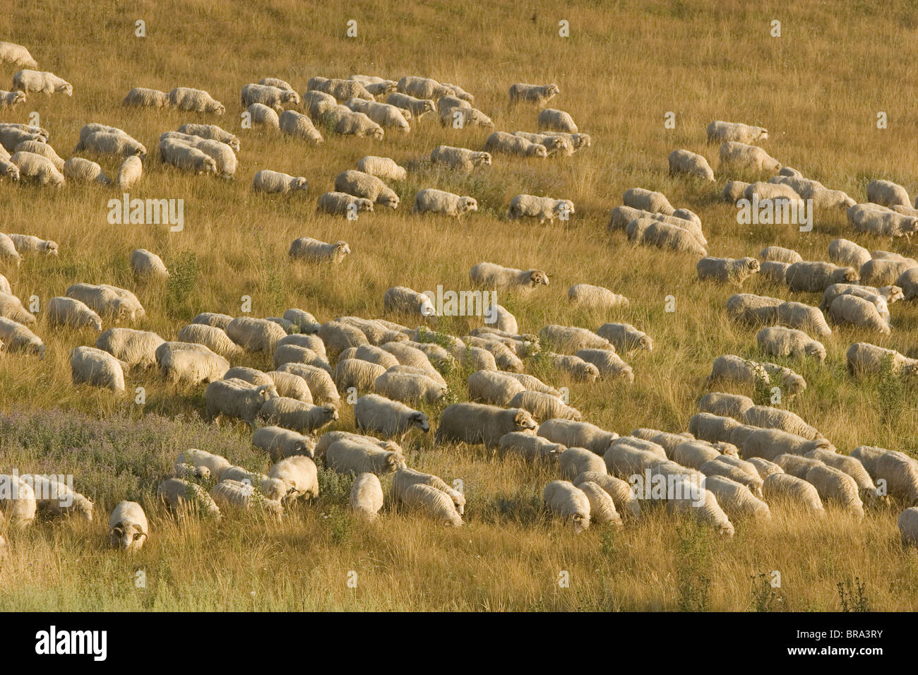 Ie romania hi-res stock photography and images - Alamy