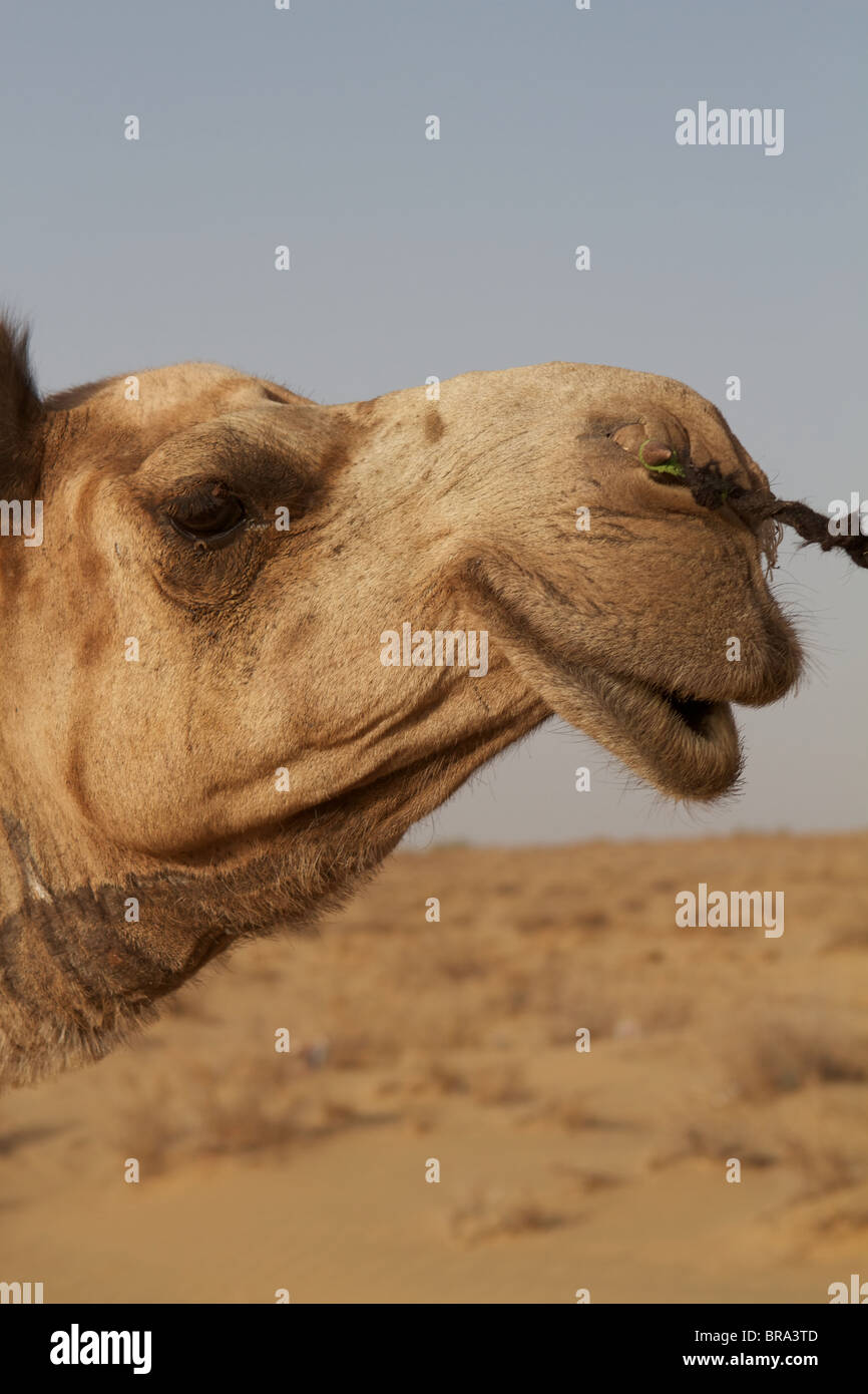 Camel with rope hi-res stock photography and images - Alamy