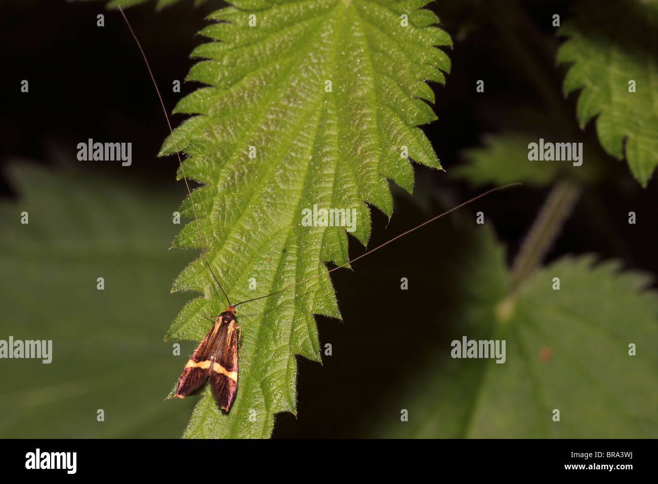 Longhorn Moth (Nemophora degeerella : Incurvariidae), male in woodland ...