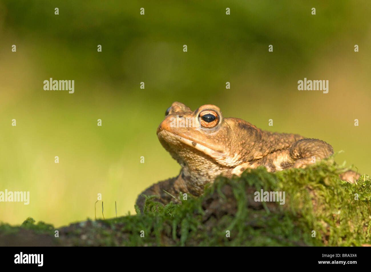 Common Toad Bufo bufo Stock Photo - Alamy