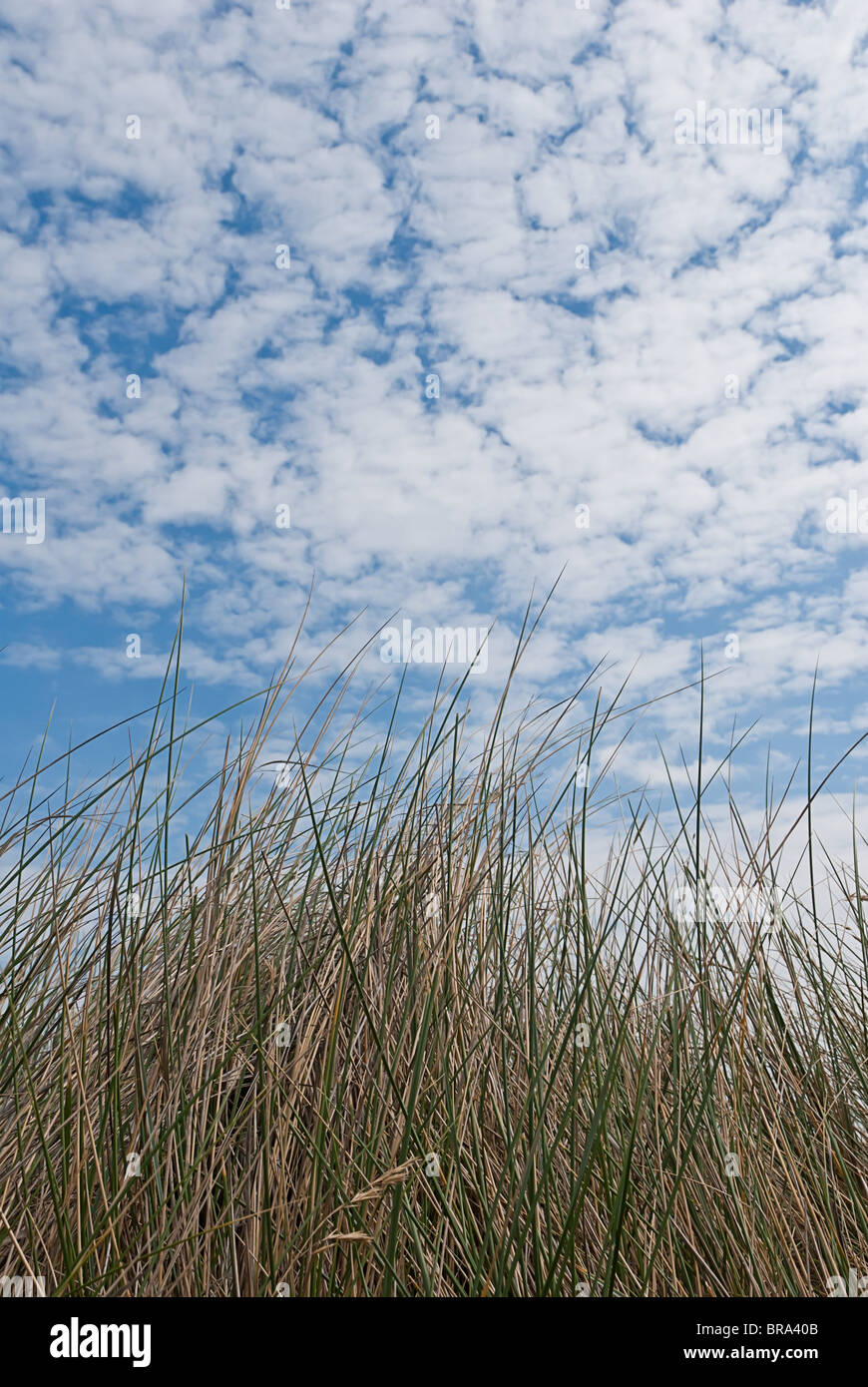 Ammophila arenaria european Marram Grass against skyline Stock Photo ...