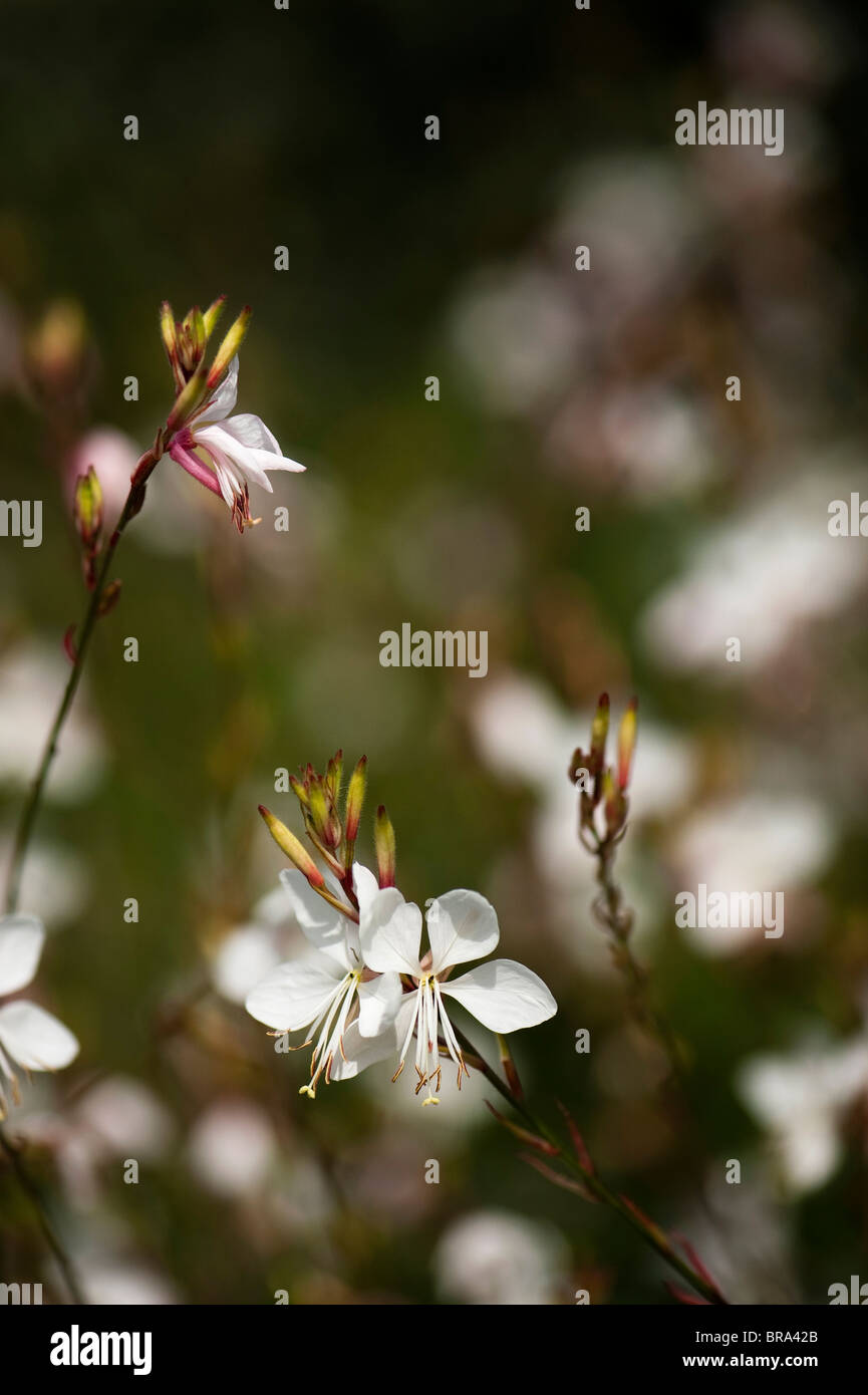 Gaura Lindheimeri The Bride High Resolution Stock Photography and ...