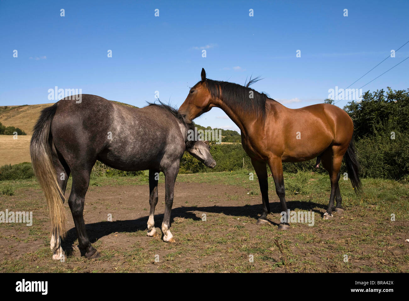 Hippomorpha hi-res stock photography and images - Alamy