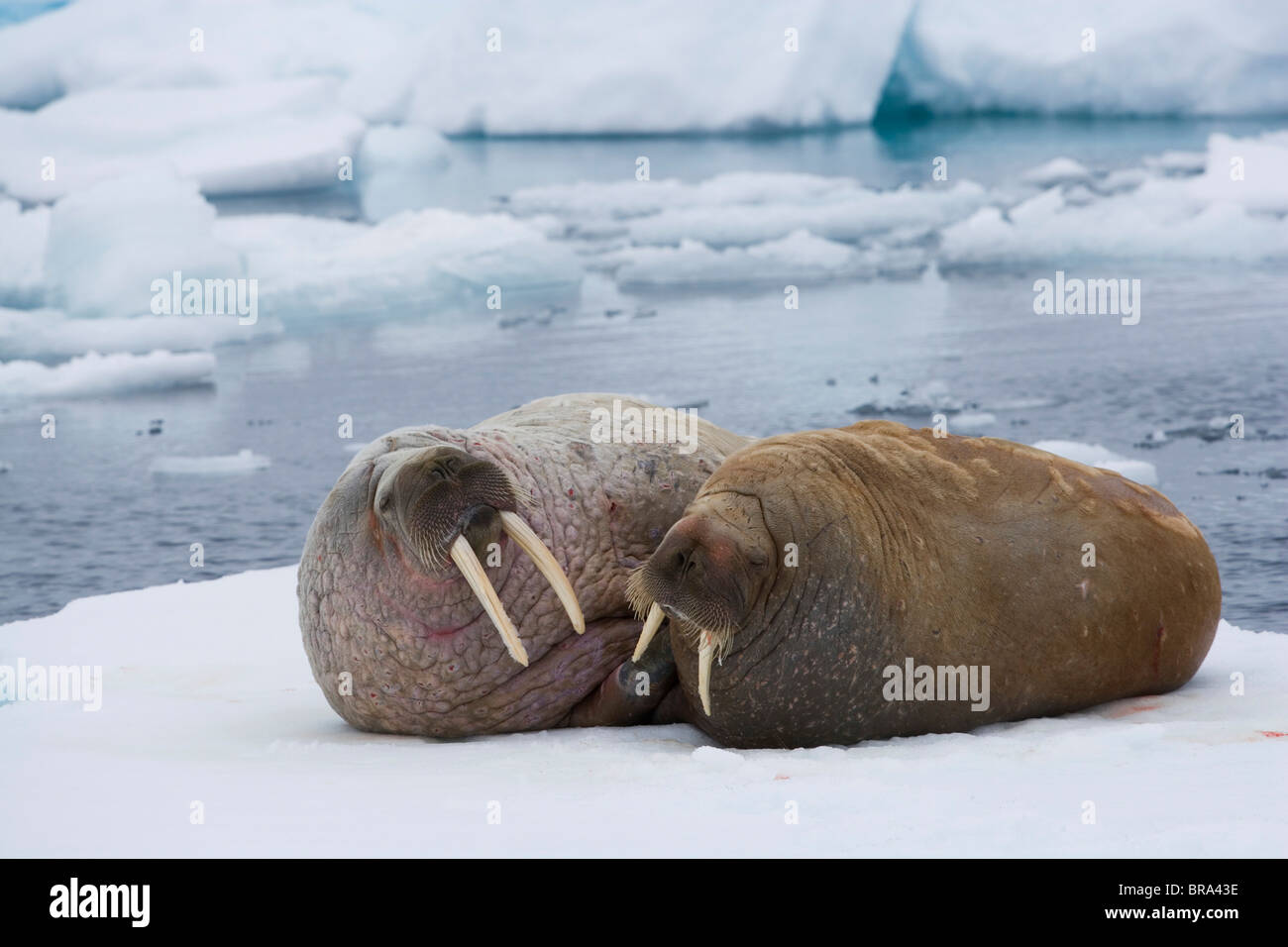 walrus couple on ice floe (Odobenus rosmarus), June Stock Photo - Alamy
