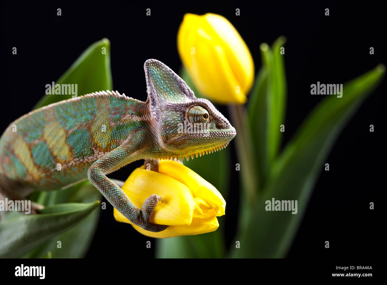 Flower on chameleon Stock Photo - Alamy