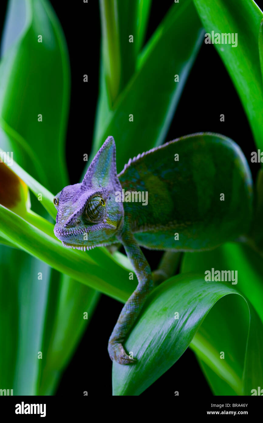 Chameleon on flower Stock Photo - Alamy