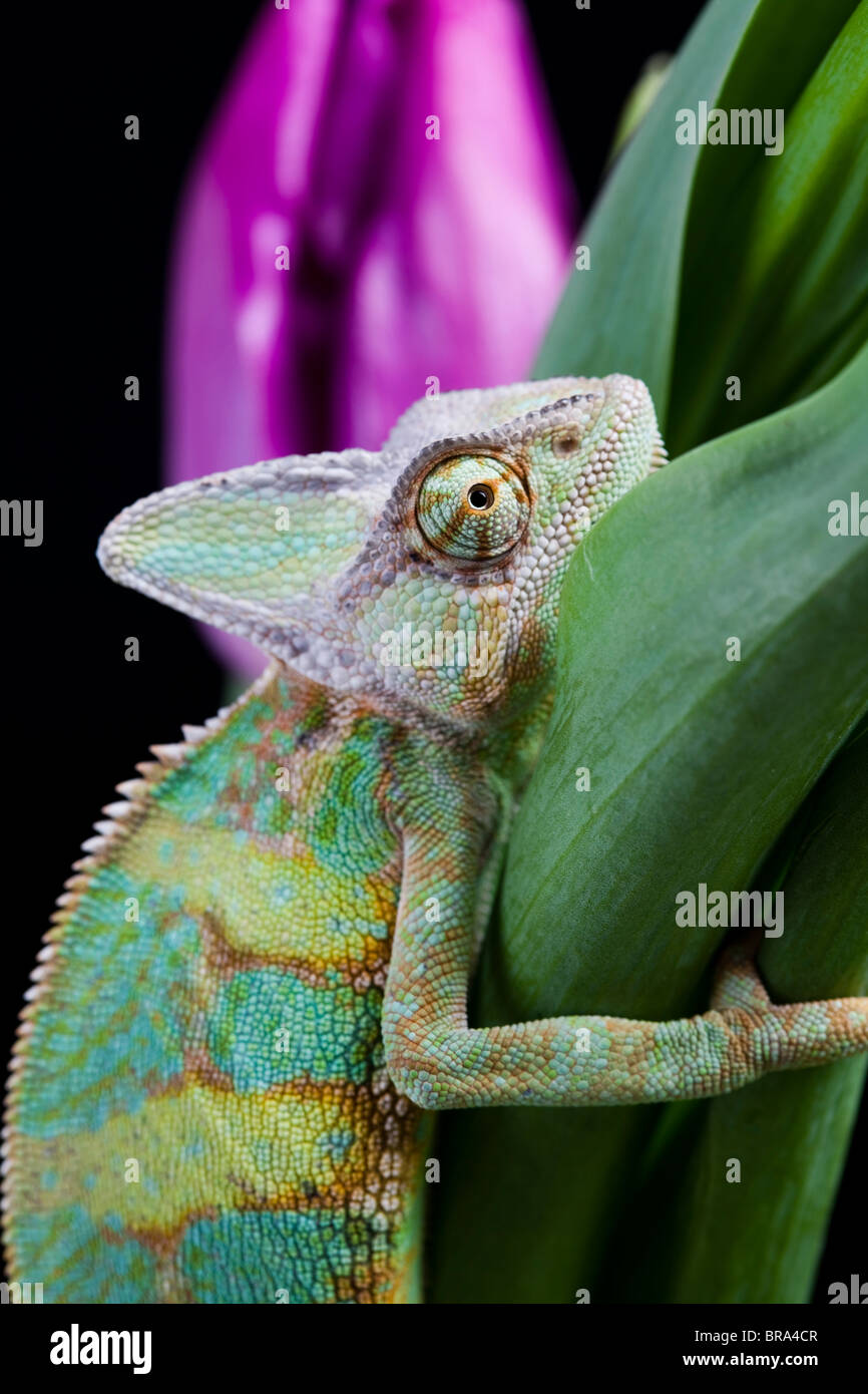 Chameleon on flower Stock Photo - Alamy