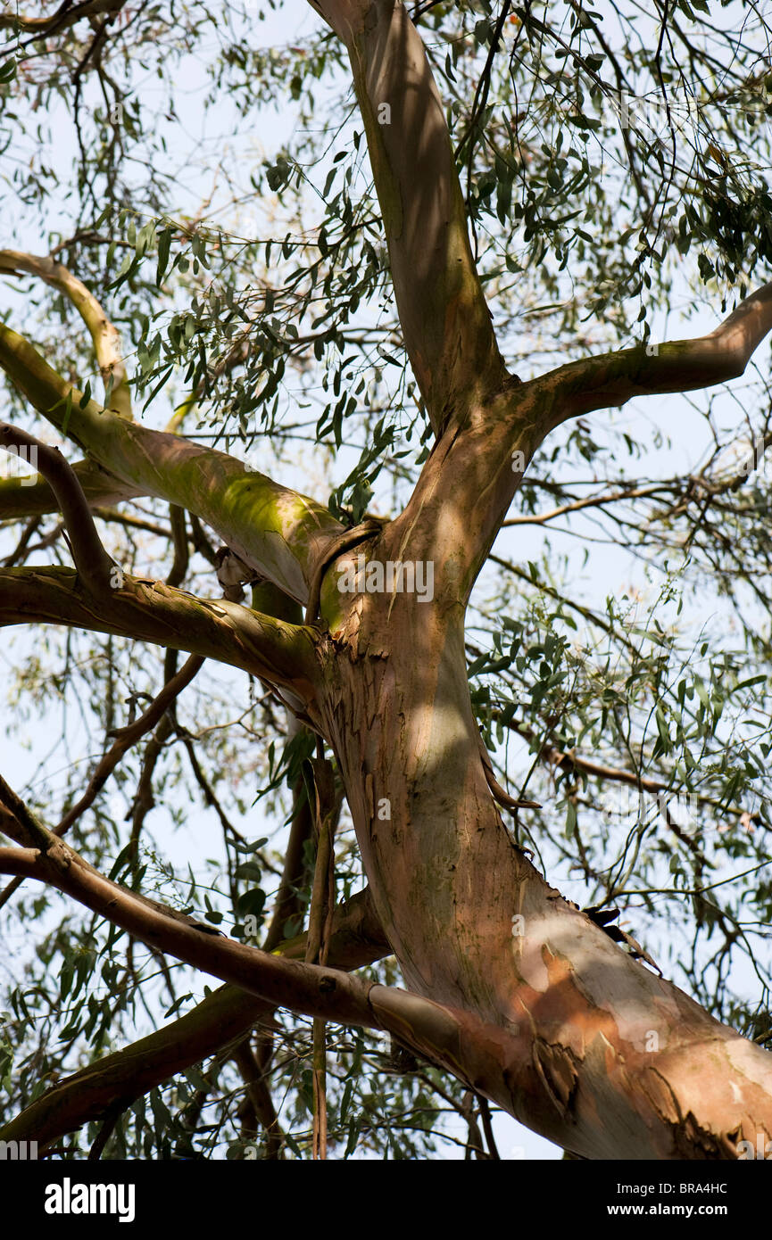 Eucalyptus Perriniana, Spinning Gum Tree Stock Photo - Alamy