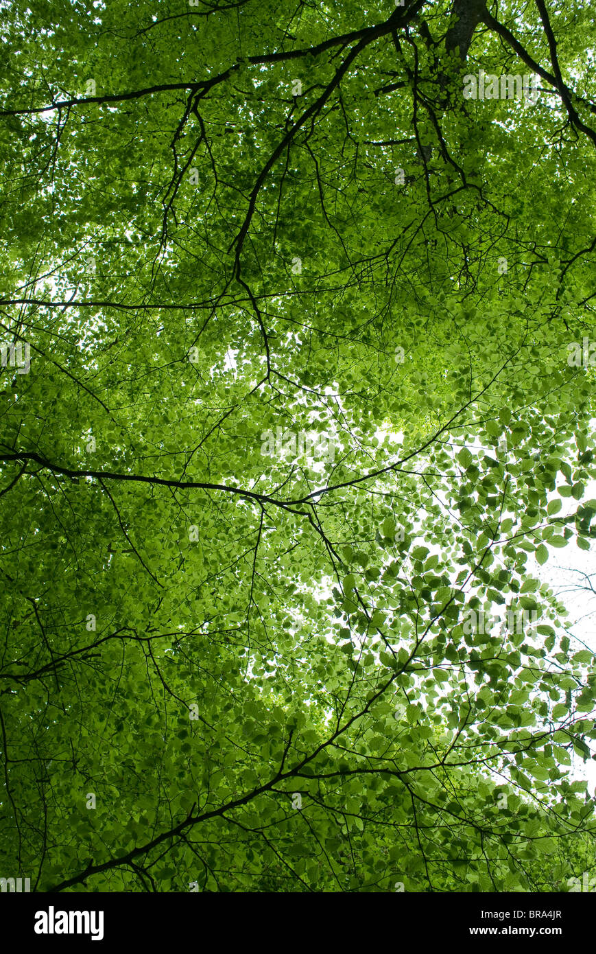 trees in summer Stock Photo - Alamy