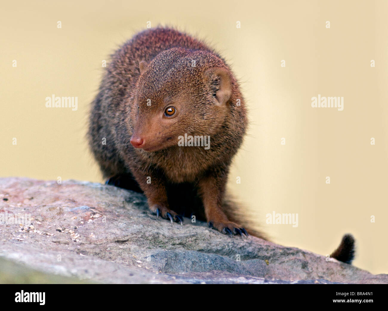 Dwarf Mongoose (helogale parvula Stock Photo - Alamy