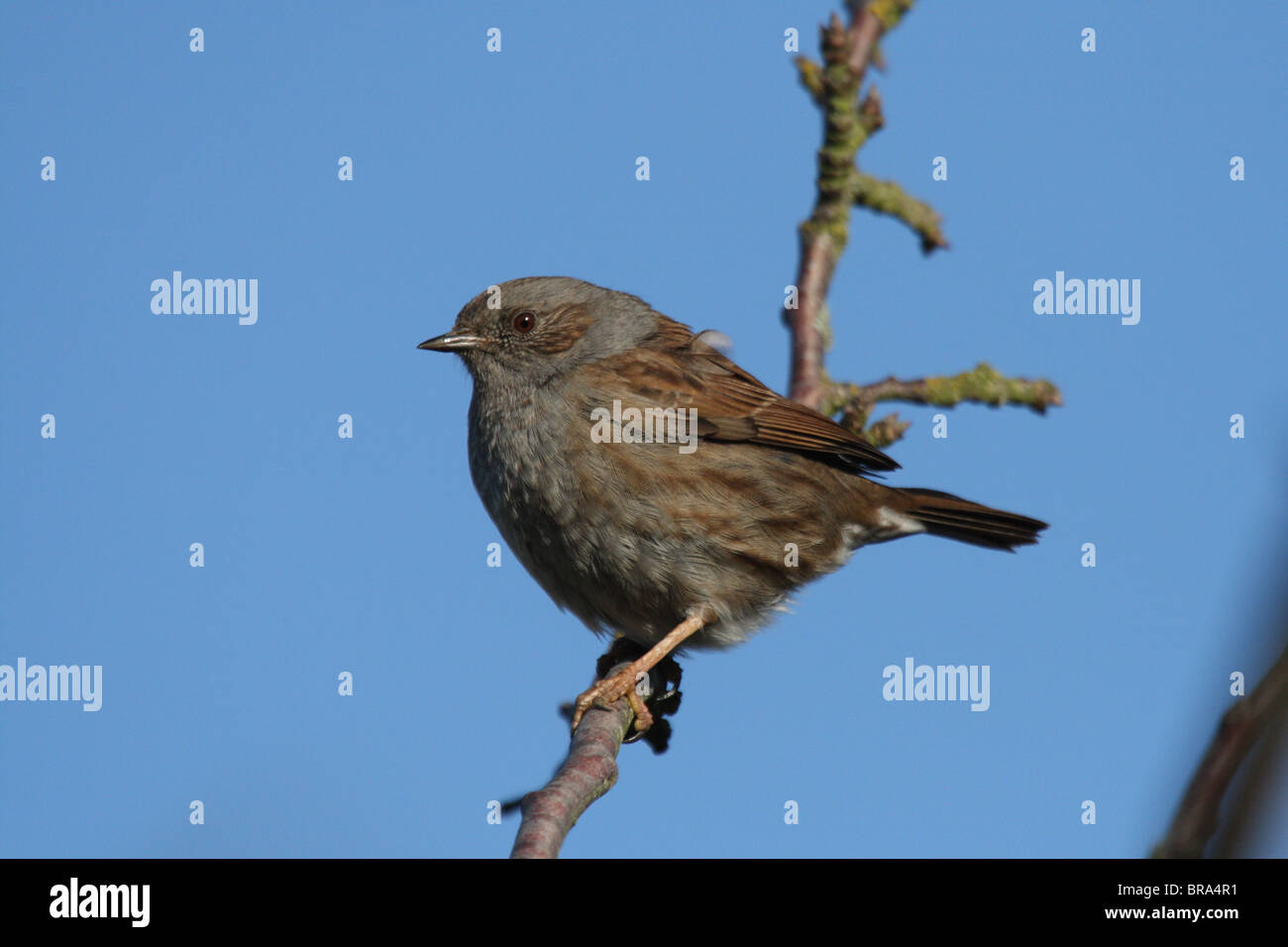 Dunnock (Prunella modularis) - aka Hedge Sparrow Stock Photo - Alamy