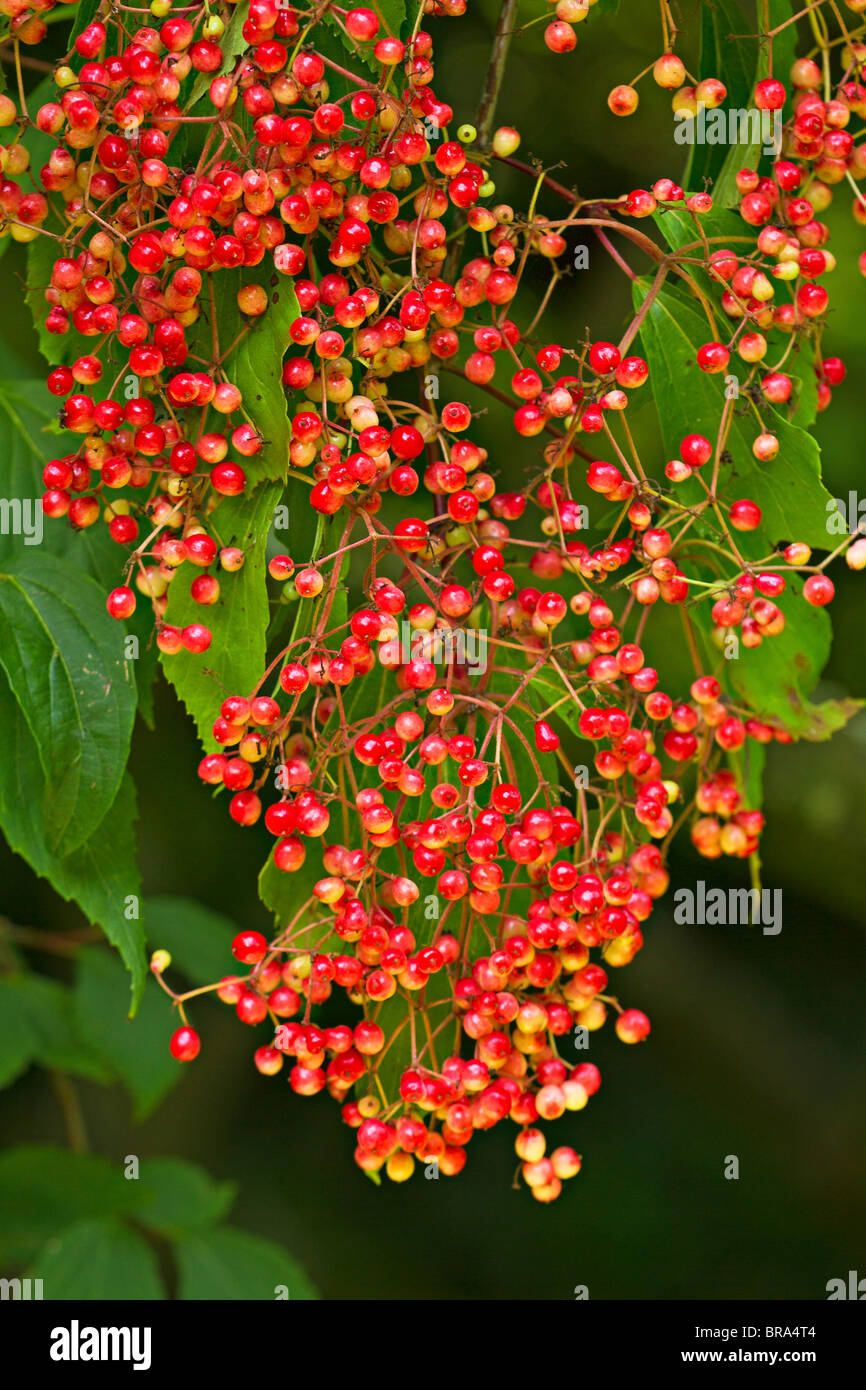 Clusters of berries hi-res stock photography and images - Alamy