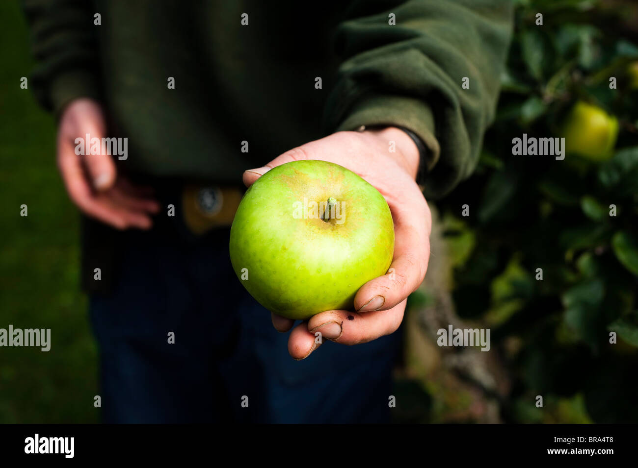 Apple, Malus domestica ‘Blenheim Orange’ at Painswick Rococo Garden in ...