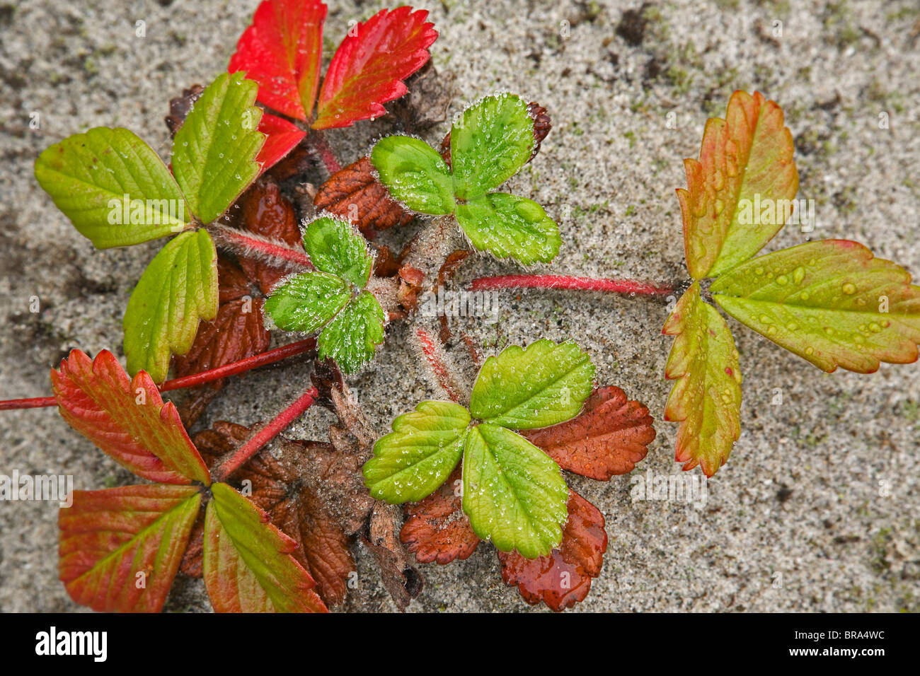 Calvert island hi-res stock photography and images - Alamy