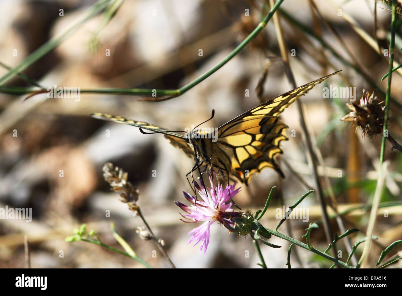 Swallowtail Butterfly collecting nectar Stock Photo - Alamy