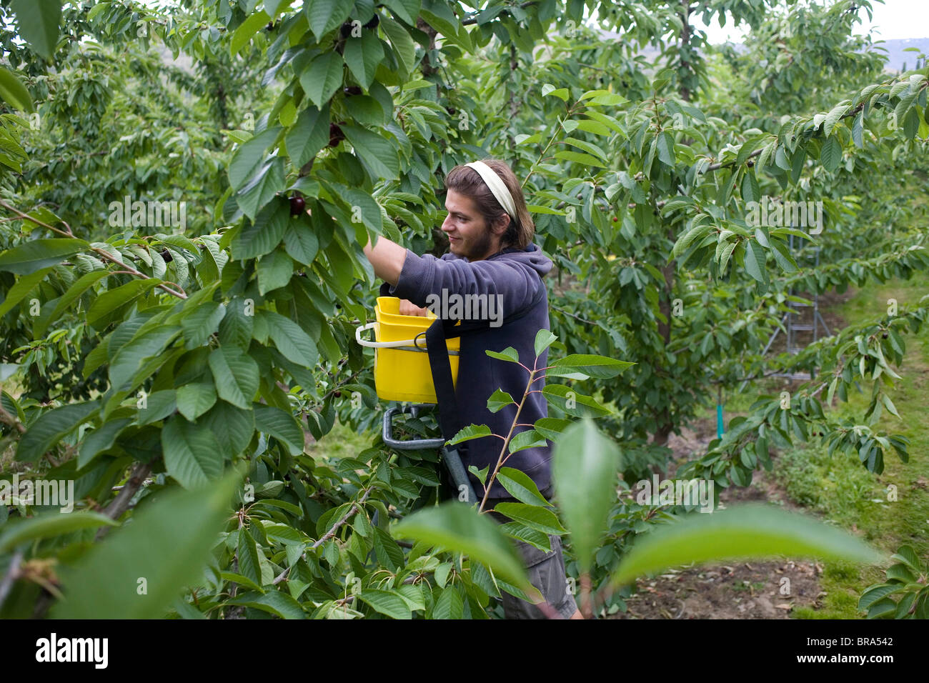 Cherry orchard new zealand hi-res stock photography and images - Alamy