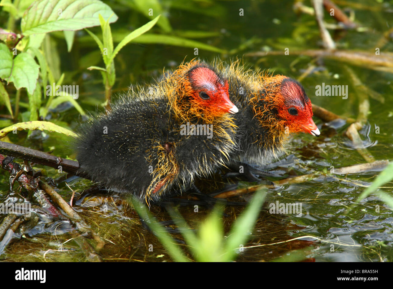 Juvenile coots feeding hi-res stock photography and images - Alamy
