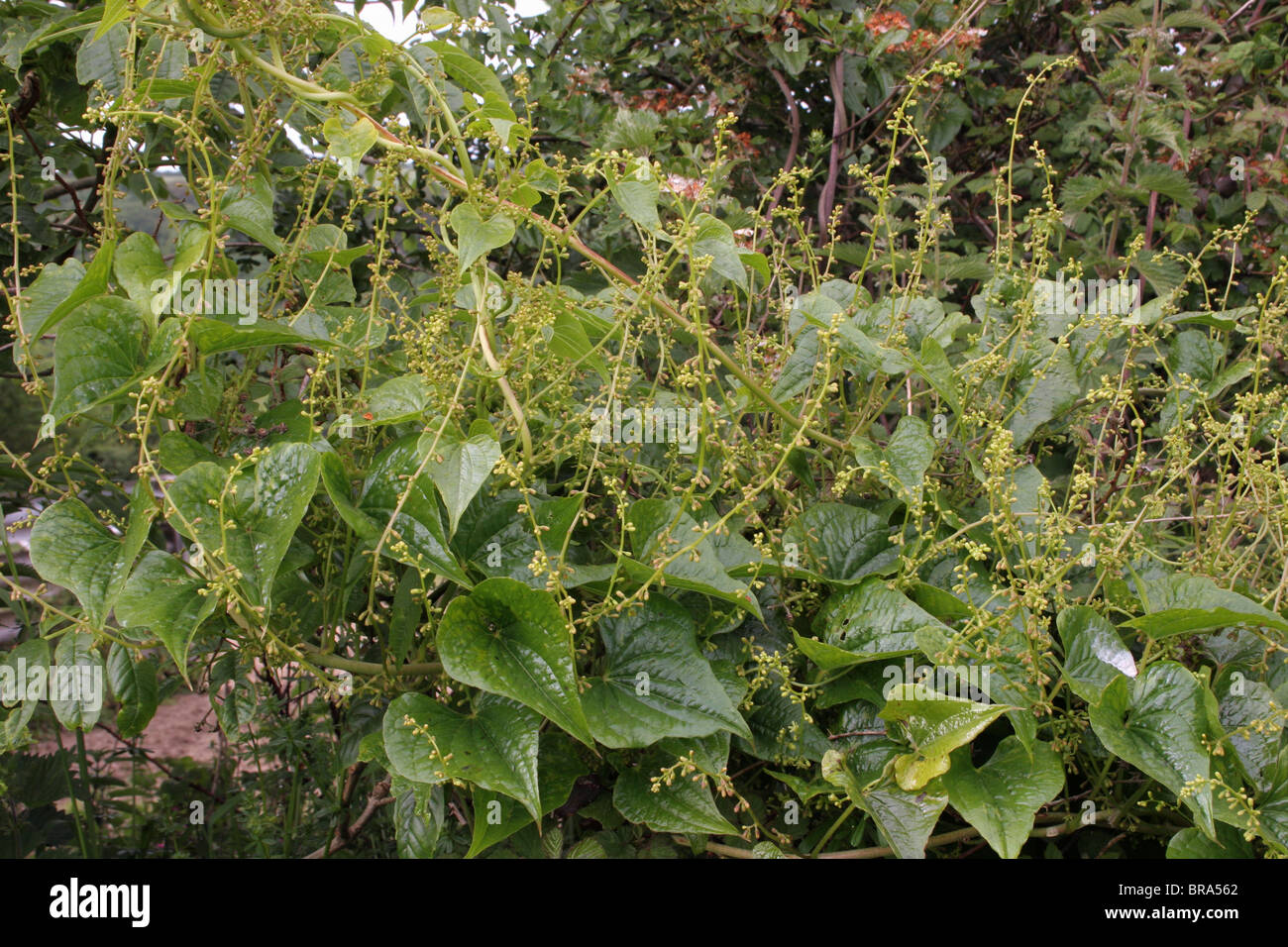 Black bryony (Tamus communis : Dioscoreaceae), in a hedge, UK Stock ...