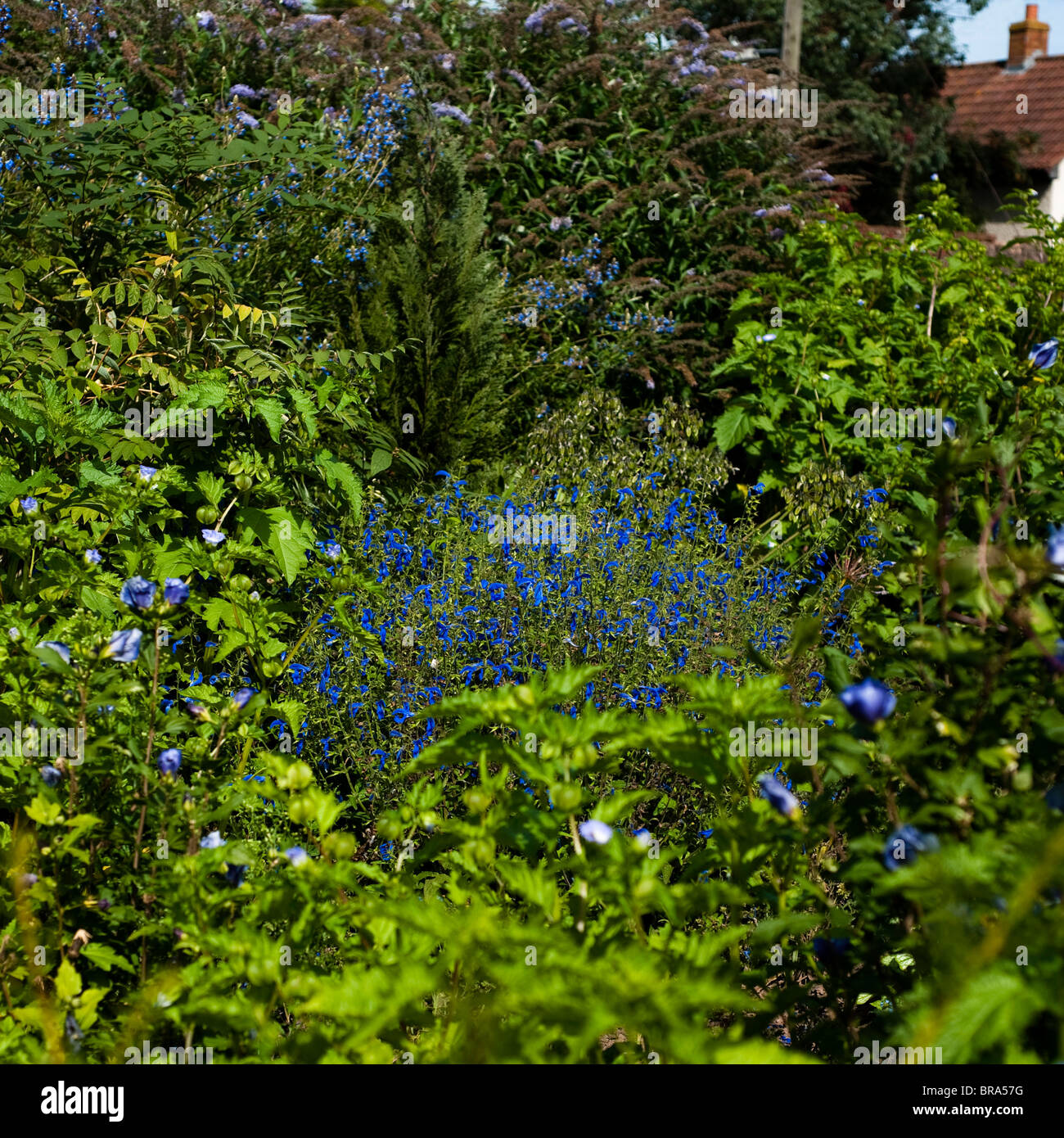 Salvia patens hi-res stock photography and images - Alamy