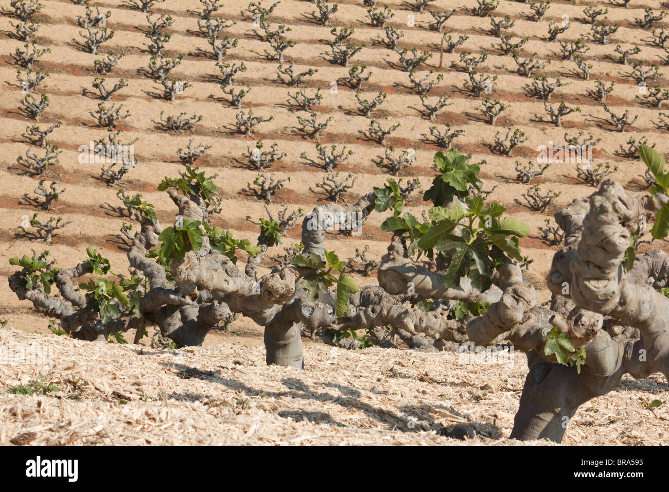 Fig plantation hi-res stock photography and images - Alamy