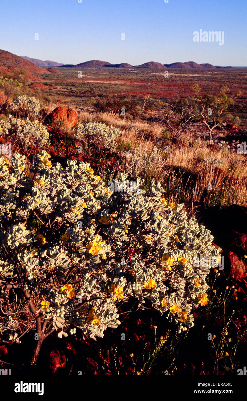 Wildflowers, outback South Australia Stock Photo - Alamy