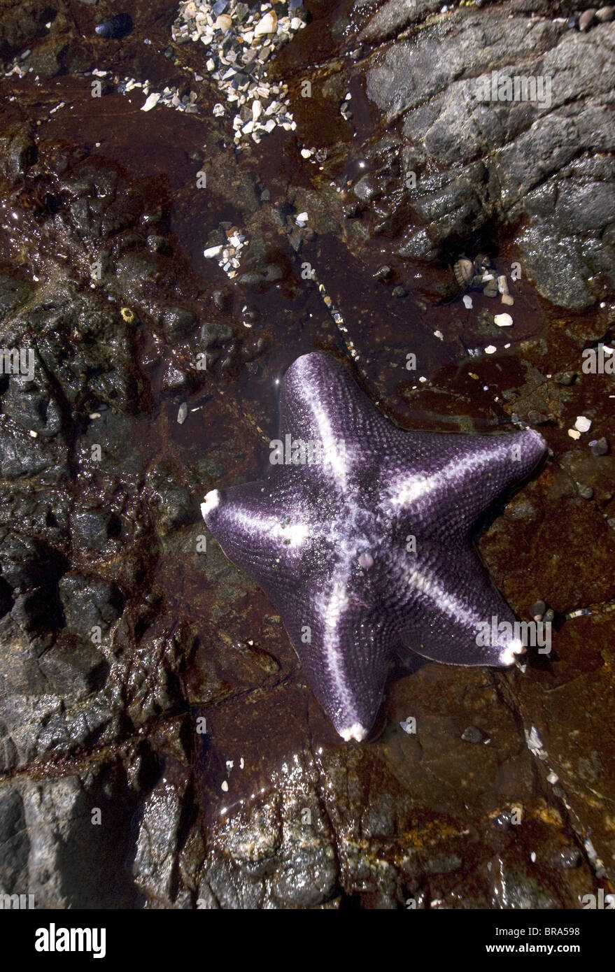 Bat Star (Asterina miniata), Broken Island Group, Pacific Rim National ...