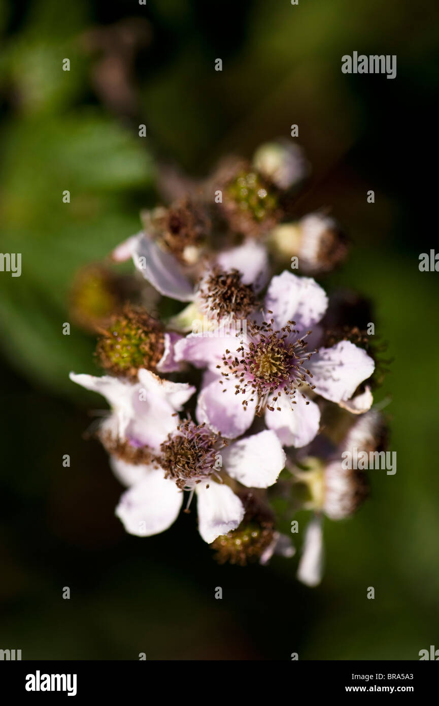 Wild flower channel island hi-res stock photography and images - Alamy