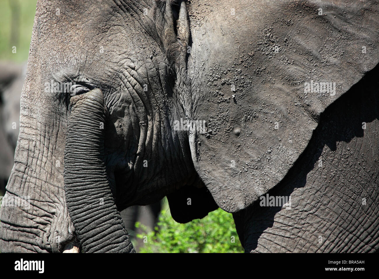 Close up of elephant scratching his eye with his trunk Stock Photo - Alamy