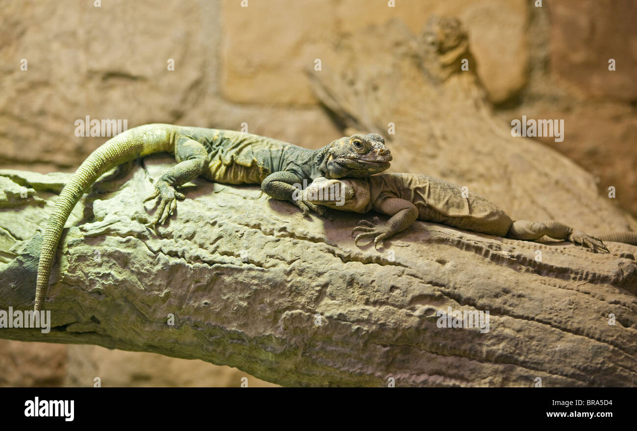 Western Chuckwallas (sauromalus obesus Stock Photo - Alamy