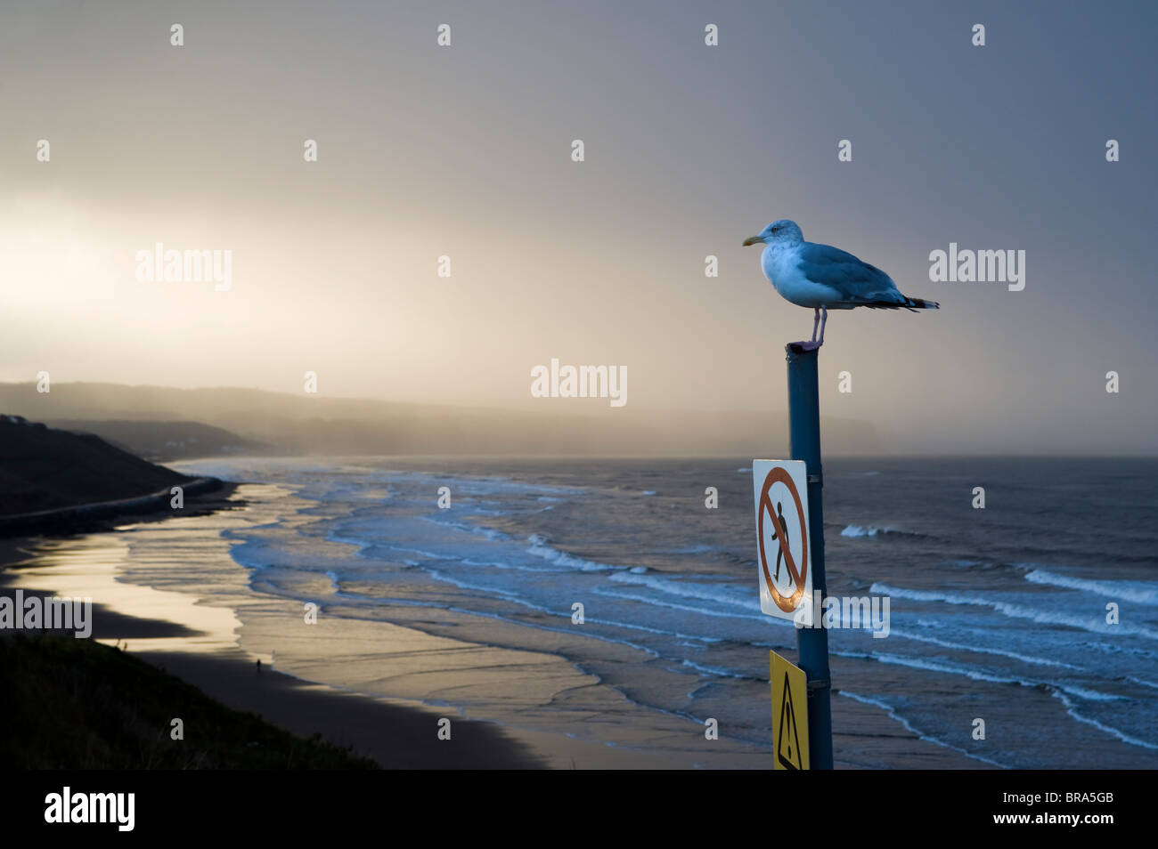 Gull on sign post over looking the sea and beach, Whitby North ...