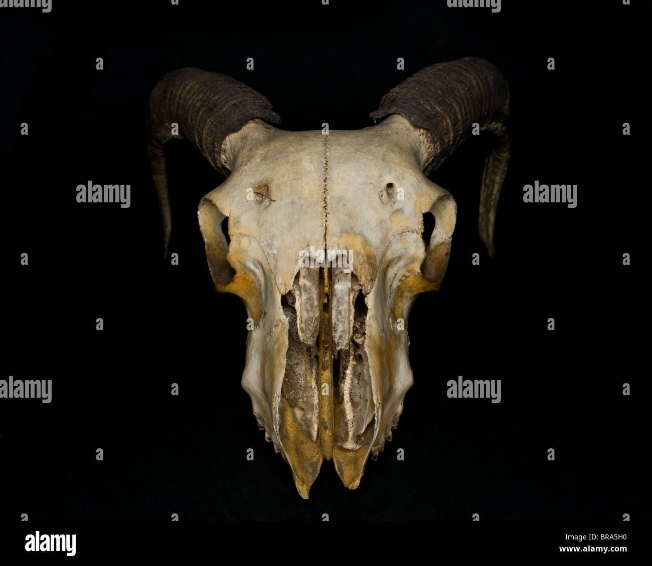 Ram's skull on black background Stock Photo - Alamy