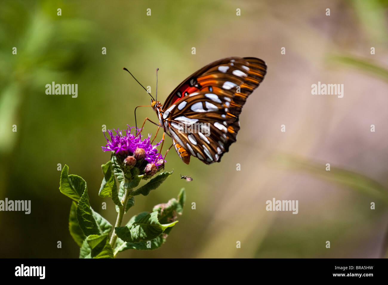 Wing plant hi-res stock photography and images - Alamy