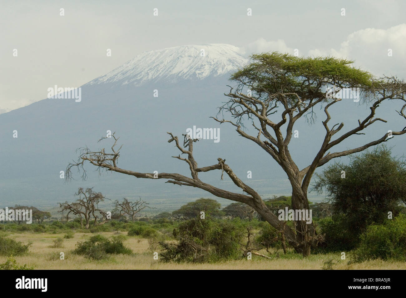 Kenya tree plant hi-res stock photography and images - Alamy
