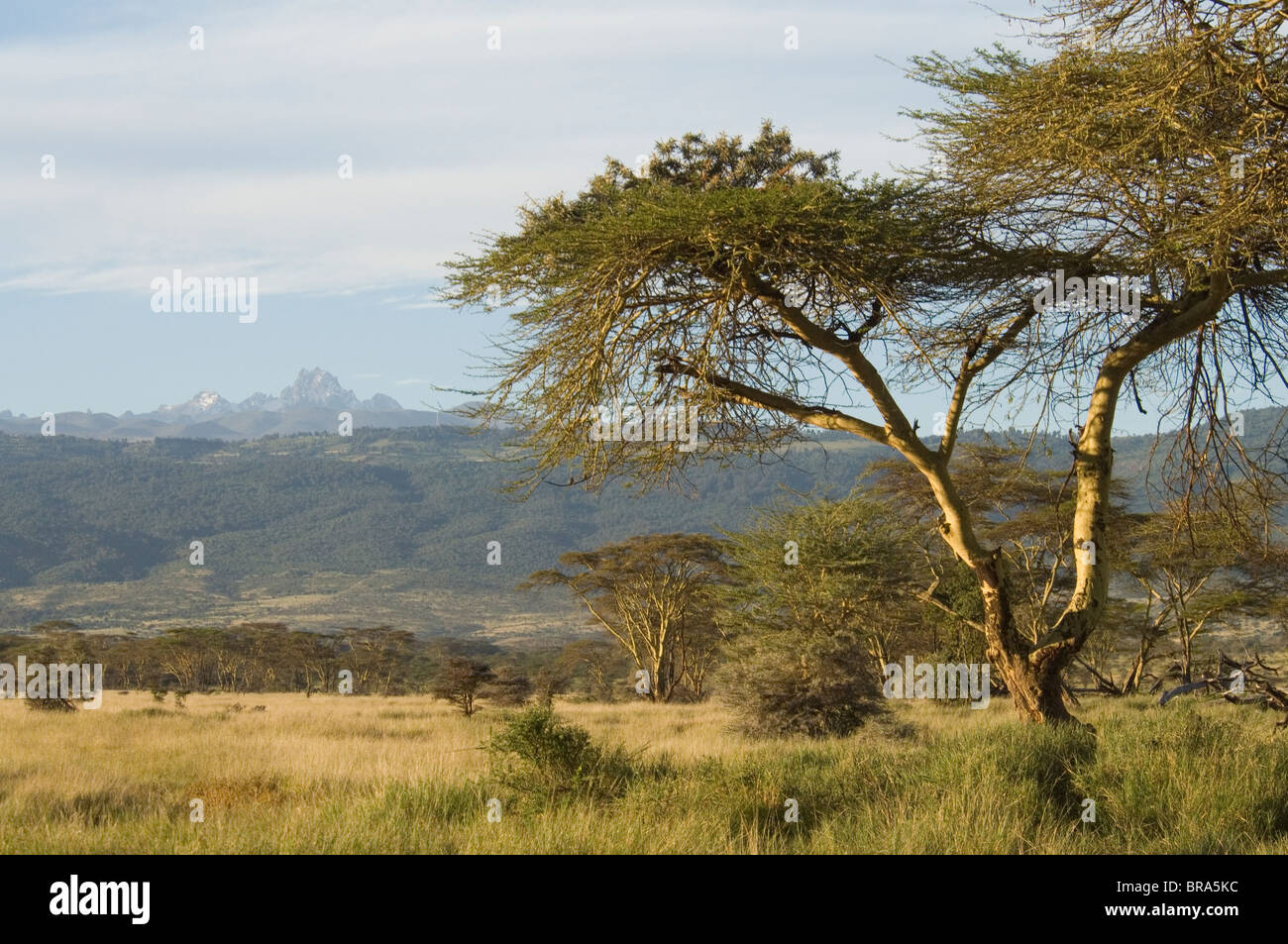 Yellow Barked Acacia Tree High Resolution Stock Photography and Images ...