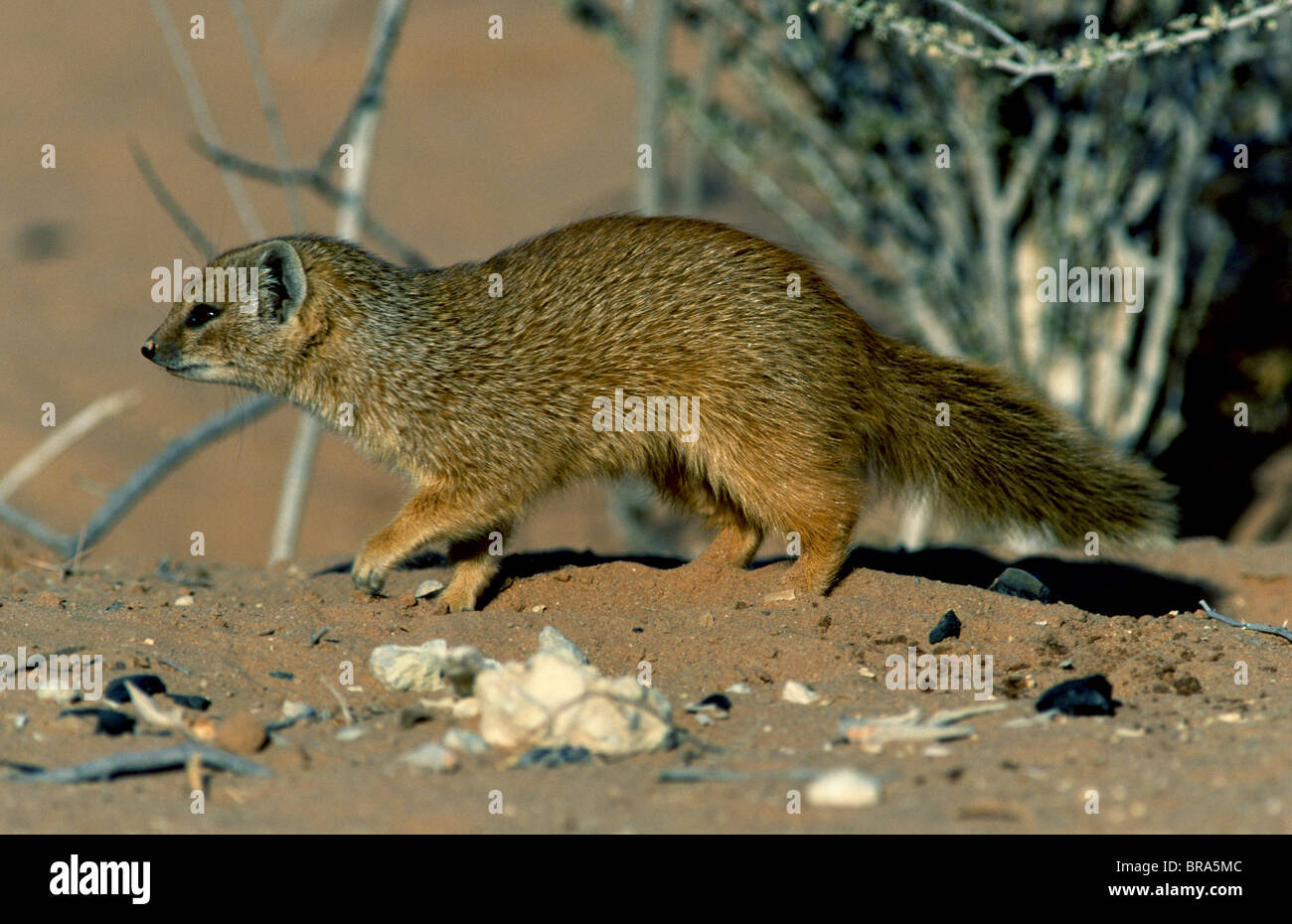 Mongoose picture hi-res stock photography and images - Alamy