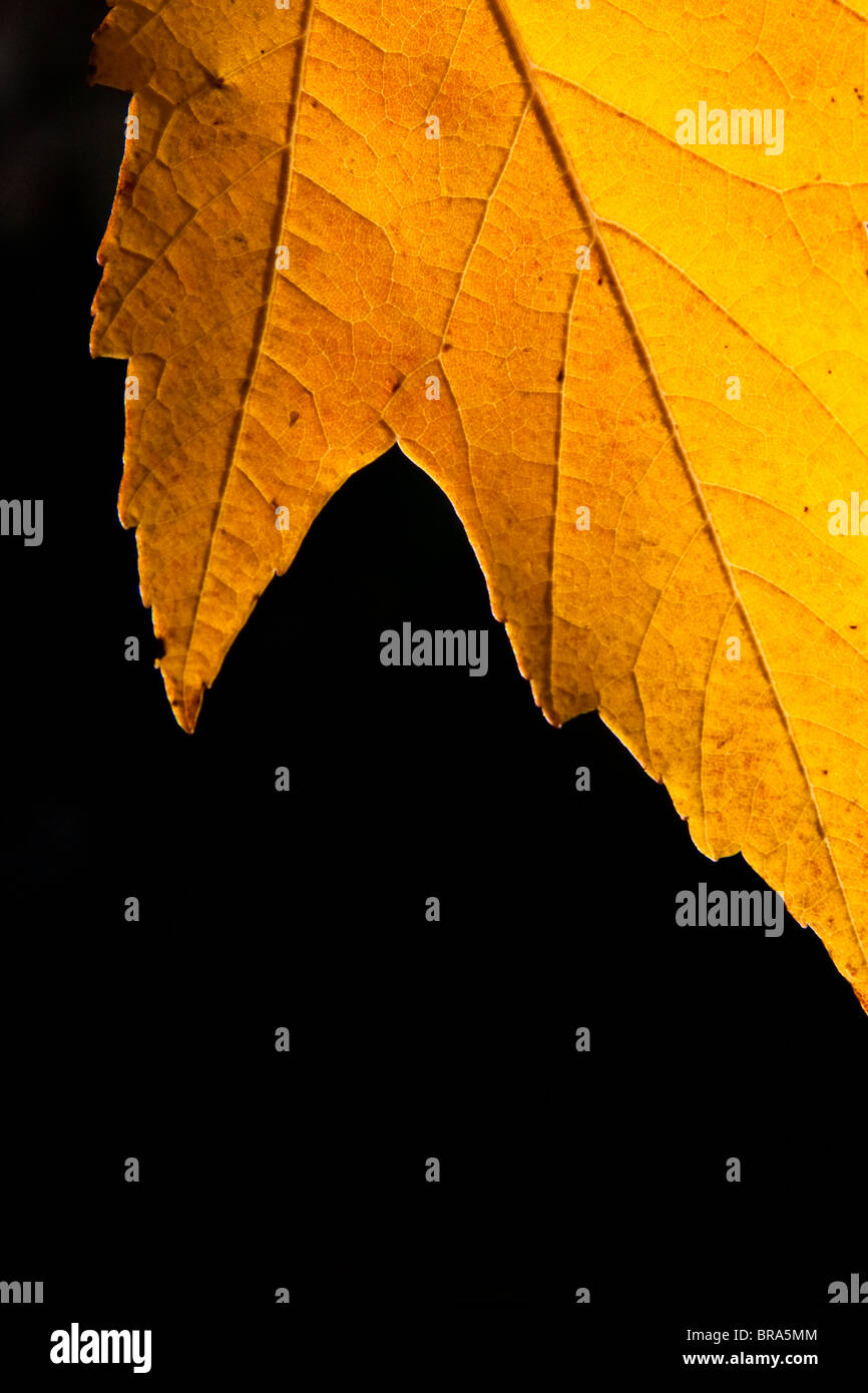 Swamp maple hi-res stock photography and images - Alamy