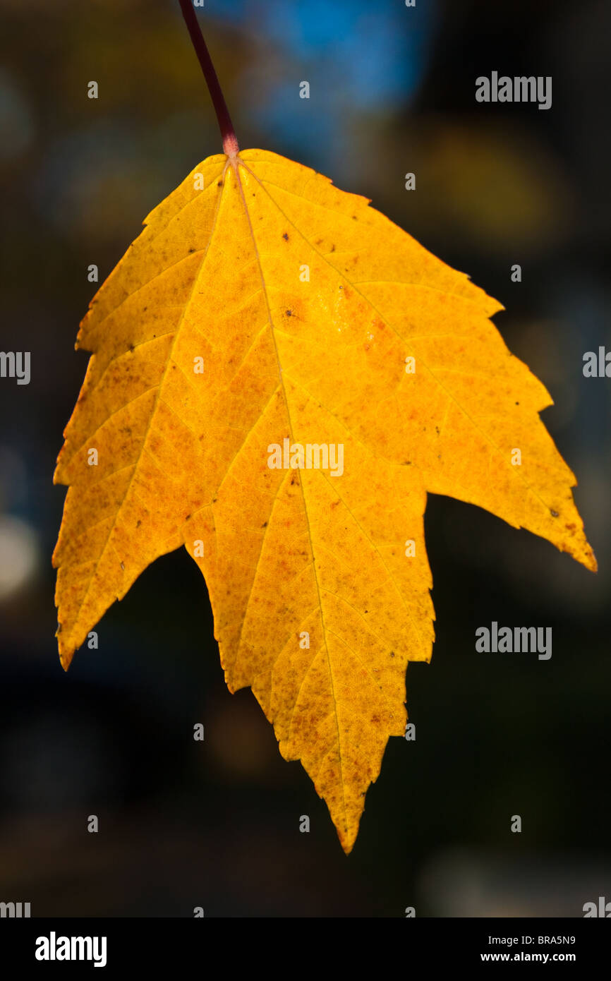 Leaf from a Red Maple (Acer rubrum, also known as Swamp or Soft Maple ...