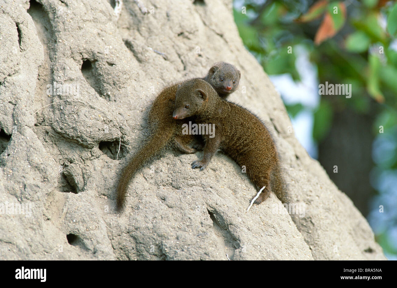 Mongooses picture hi-res stock photography and images - Alamy
