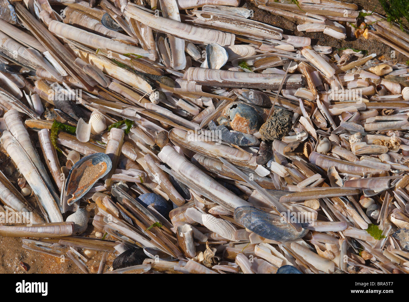 Ensis siliqua, razorshell Stock Photo - Alamy