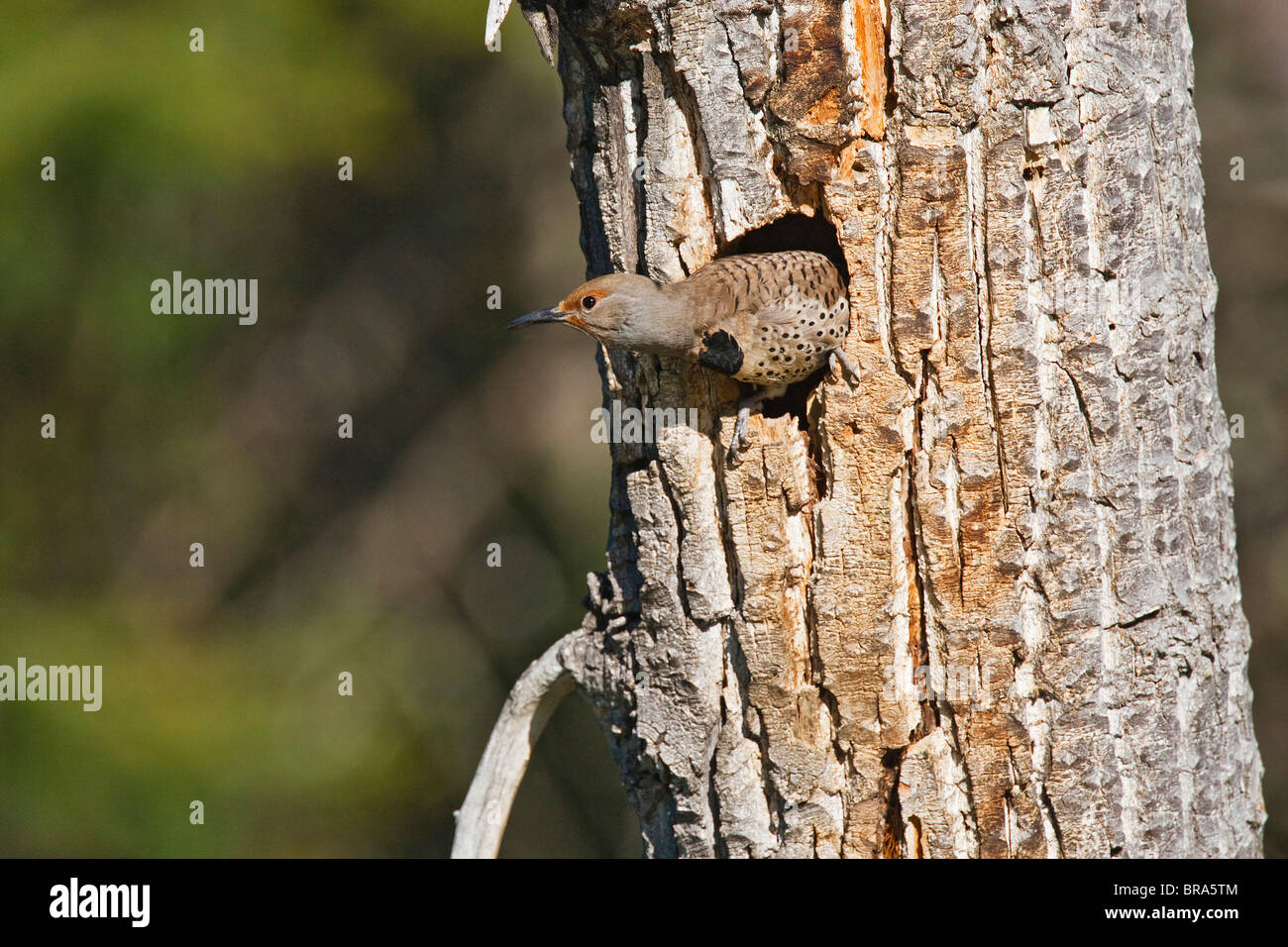 Canada British Columbia near Kamloops Northern Flicker red-shafted ...