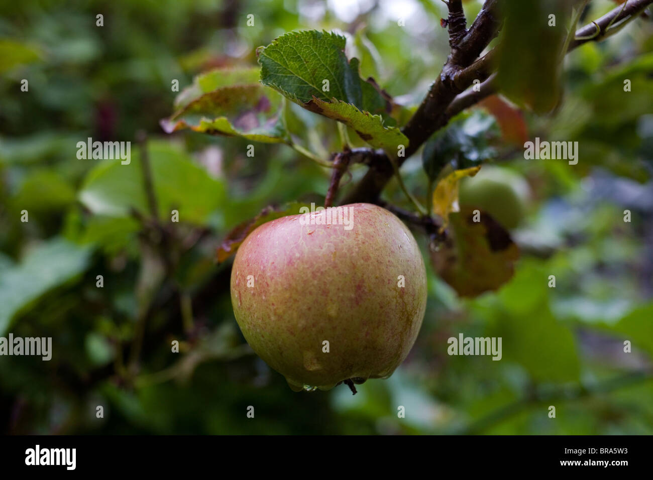 An apple on the tree Stock Photo - Alamy