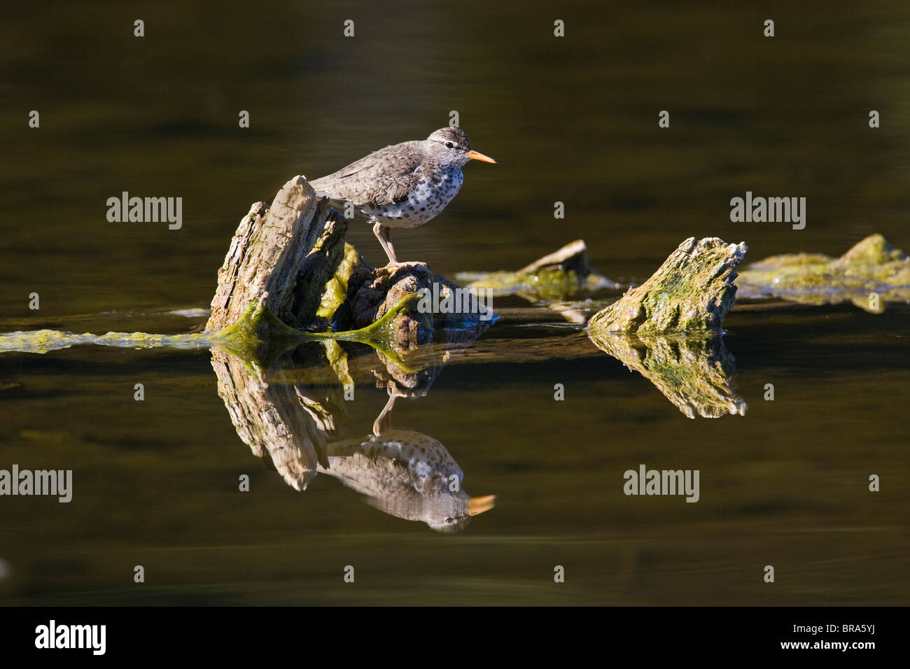 Canada, British Columbia, Spotted Sandpiper (Actitis macularia) feeding ...