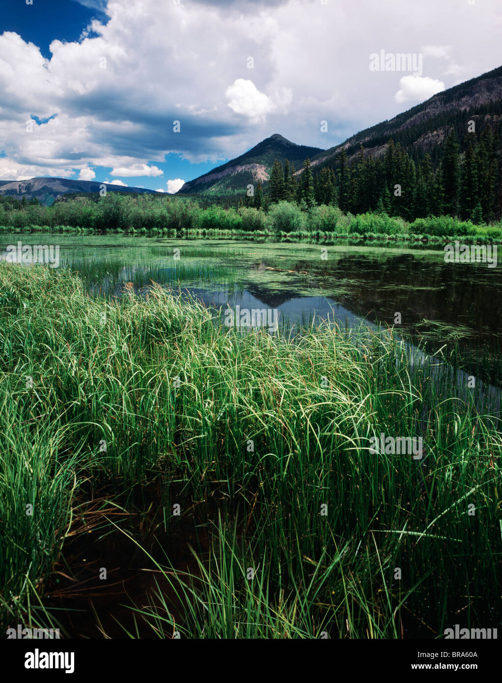 BEAVER POND ALONG UPPER RIO GRANDE RIVER RIO GRANDE NATIONAL FOREST ...