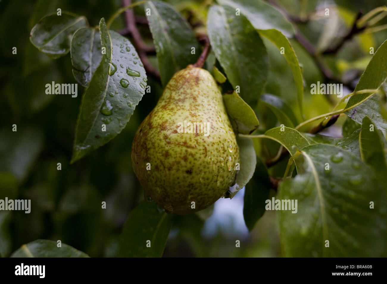 Pear tree hi-res stock photography and images - Alamy