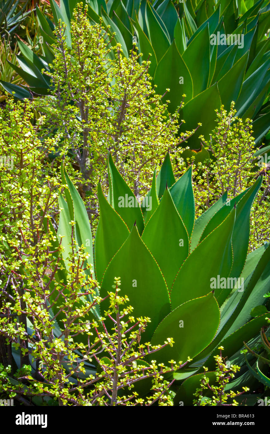 Kauai, HI Detail of an agave in Moir Garden a garden in Po'ipu Stock ...