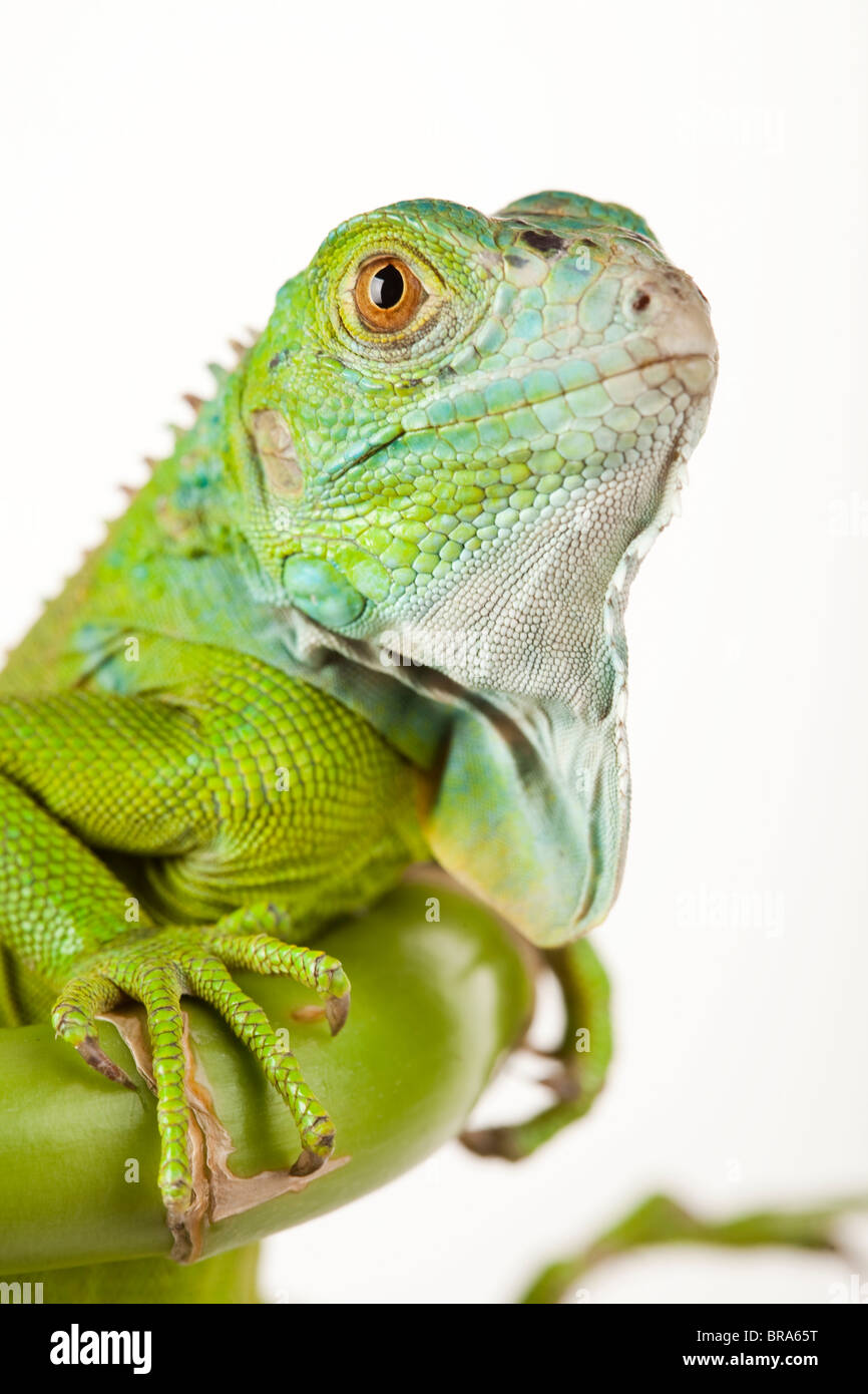 close-up on a iguana Stock Photo - Alamy