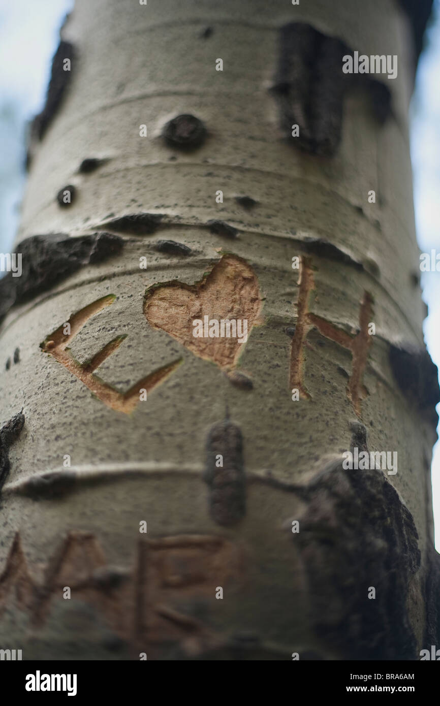 Tree with carved initials hi-res stock photography and images - Alamy