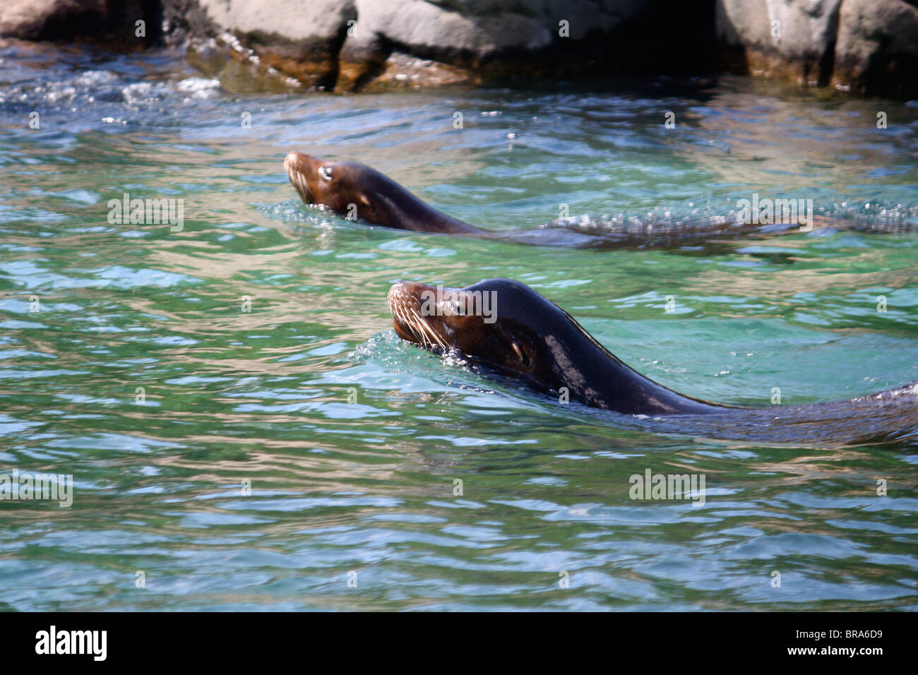 Two seals swimming in the water with just their heads sticking out ...