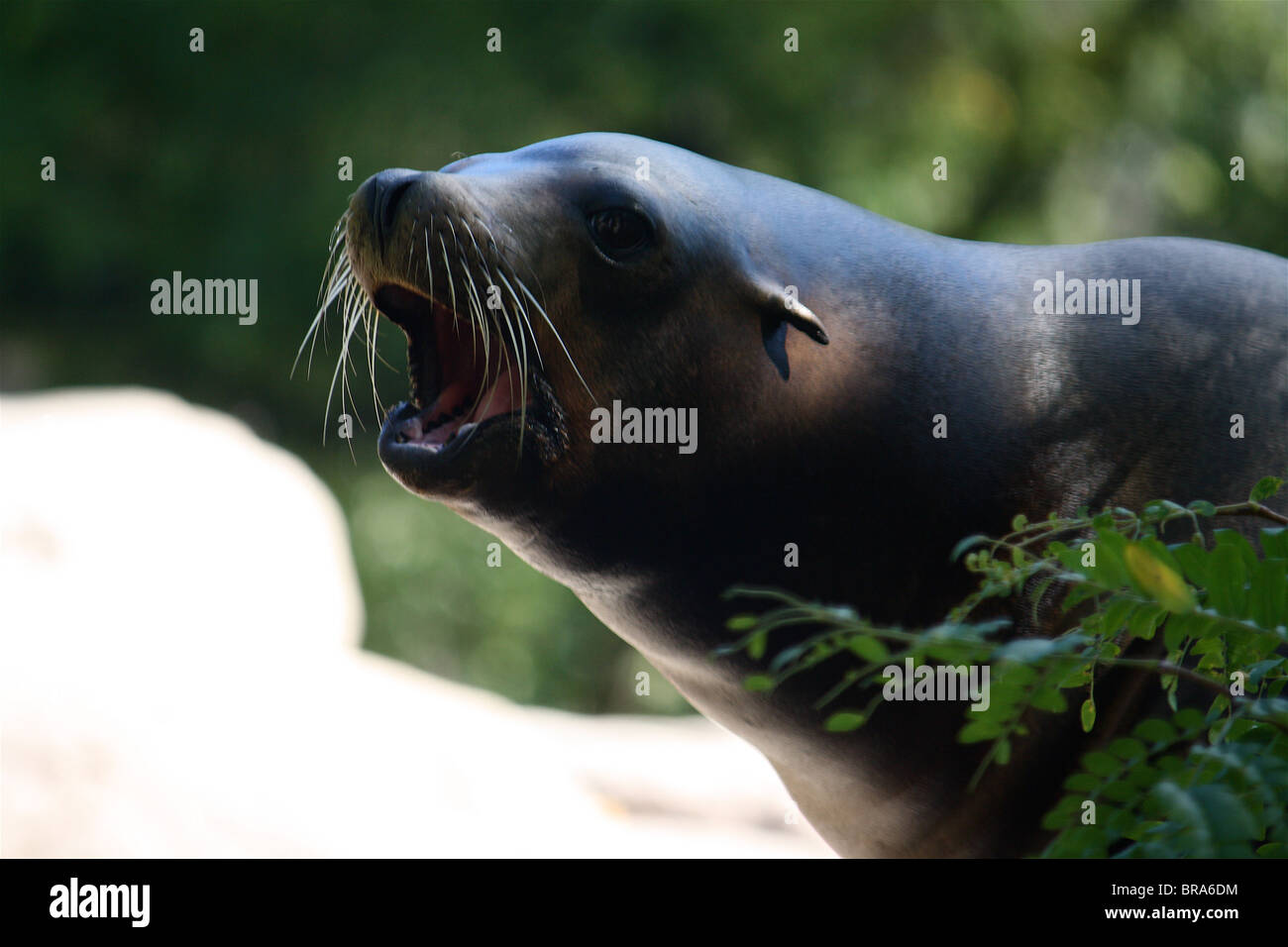 Seals face hi-res stock photography and images - Alamy