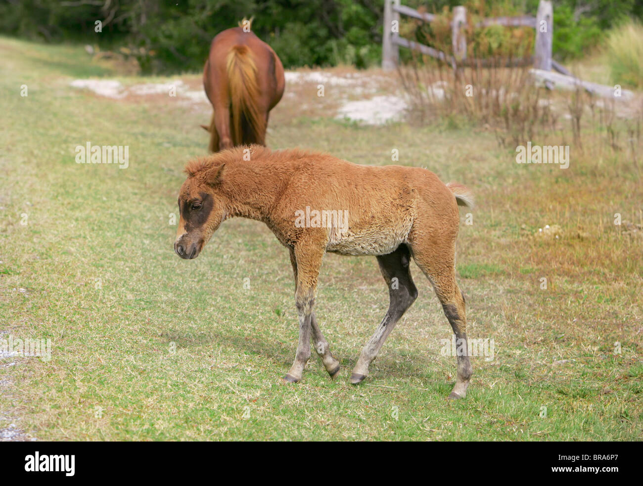 two horses a mare and a young foal eating grass Stock Photo - Alamy